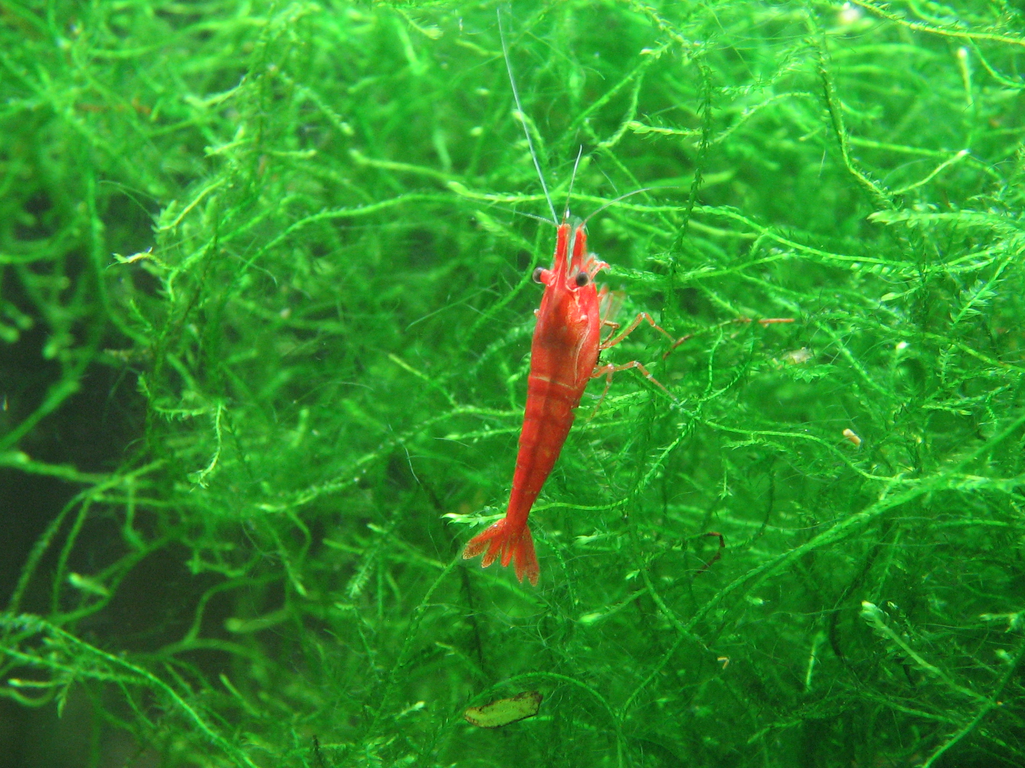 Focus sur la crevette Red Cherry - Nano Crevettes