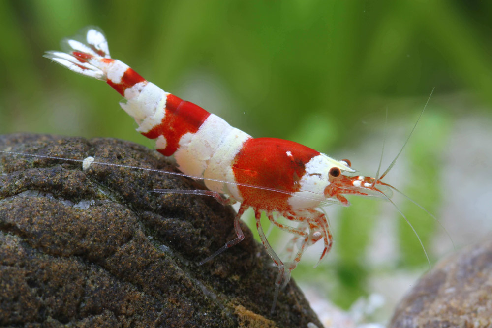 Focus sur la crevette Crystal Red - Nano Crevettes