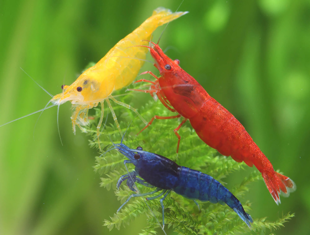 Focus sur la crevette Neocaridina davidi - Nano Crevettes