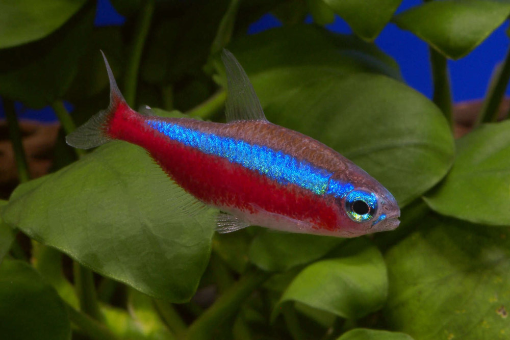 Focus sur le Cardinalis : L'étoile flamboyante de nos aquariums - Nano ...